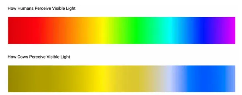 Urban legends: Are bulls enraged by the colour red? - Teyit