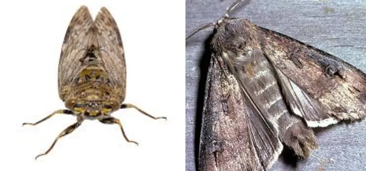 Fotoğrafın dev bir kelebeği gösterdiği iddiası - Teyit