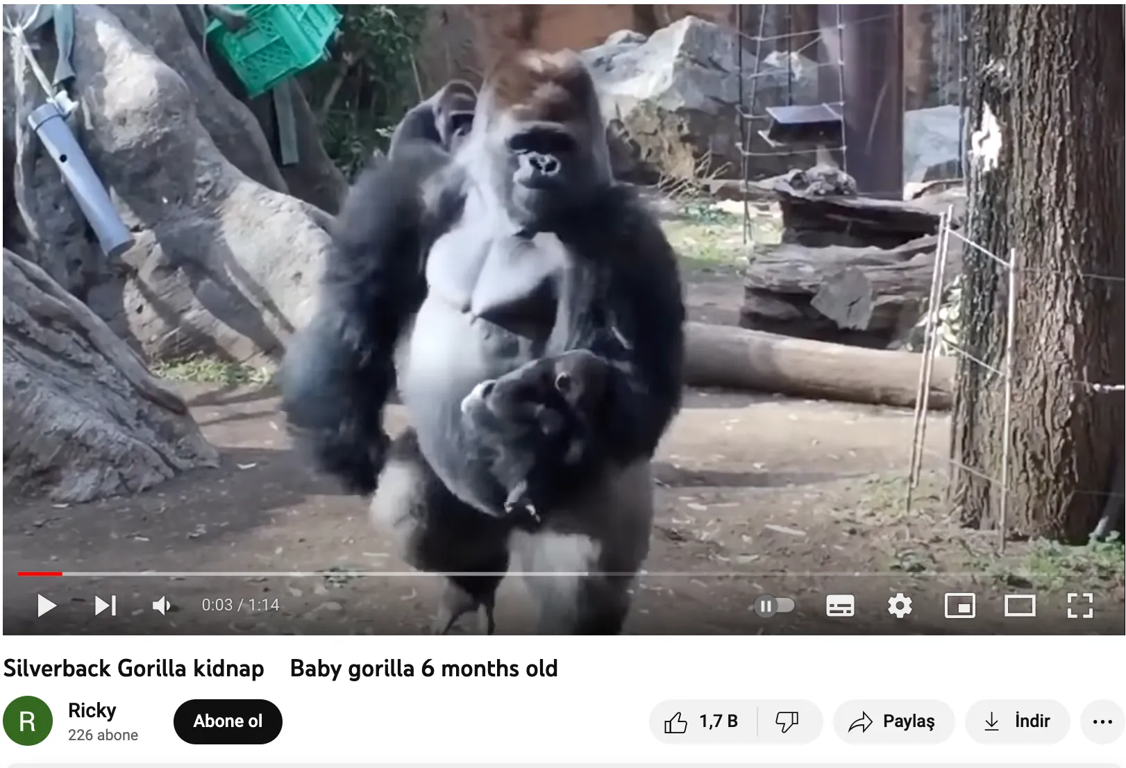 Videonun bebek gördükten sonra kendi yavrusunu getiren gorili gösterdiği iddiası - Teyit