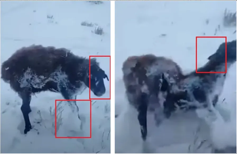 Heyvanların ayaq üstə donaraq öldüyünü göstərən video realdır? - Teyit