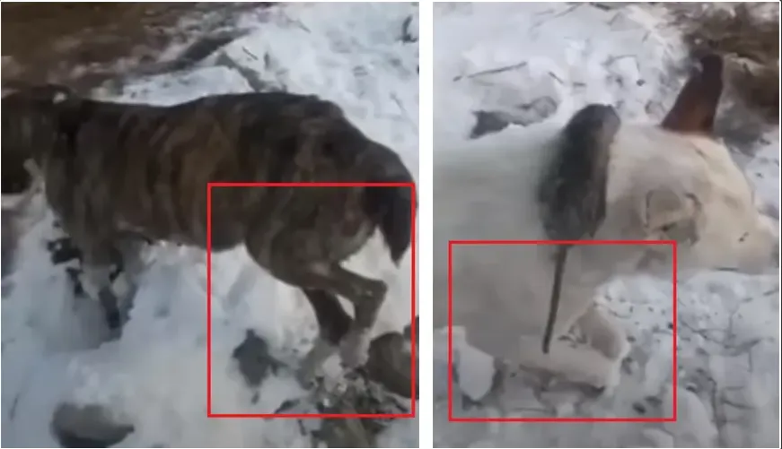 Heyvanların ayaq üstə donaraq öldüyünü göstərən video realdır? - Teyit