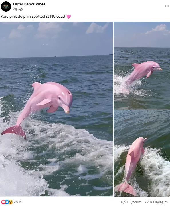 Pembe bir yunusu gösteren fotoğraf gerçek mi? - Teyit