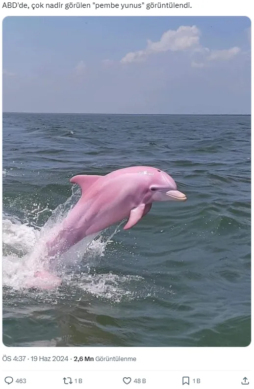 Pembe bir yunusu gösteren fotoğraf gerçek mi? - Teyit