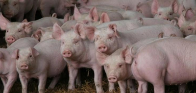 Türkiye'de domuz eti satışına yeni izin verildiği iddiası - Teyit